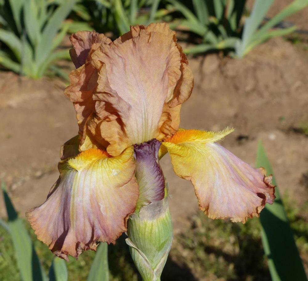 Tall Bearded Iris (Iris 'Bronze Unicorn') in the Irises Database ...