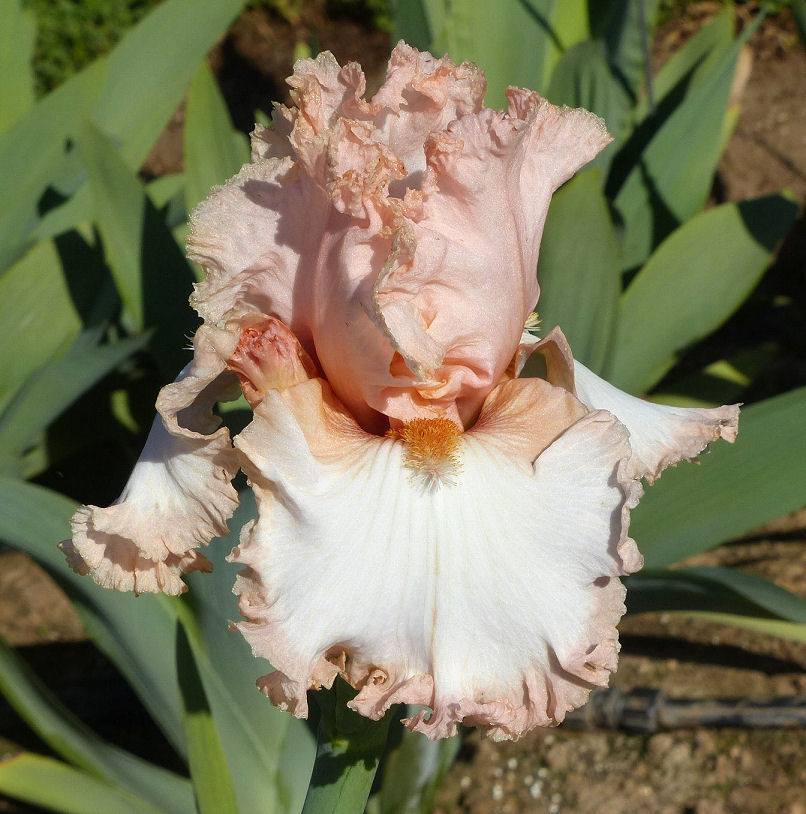 Photo of the bloom of Tall Bearded Iris (Iris 'Debutante's Lace ...