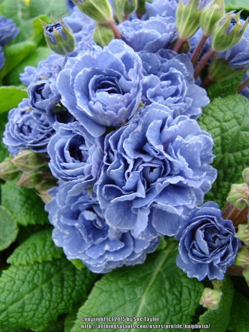 English Primrose (Primula vulgaris 'Blue Sapphire') in the Primroses ...