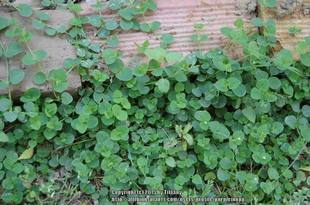 Photo of the entire plant of West Indian Chickweed (Drymaria cordata ...
