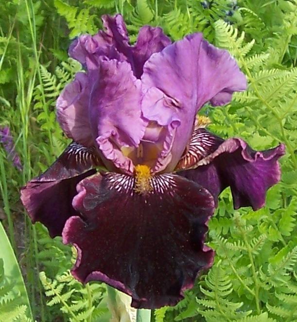 Photo of the bloom of Tall Bearded Iris (Iris 'Double Agent') posted by ...