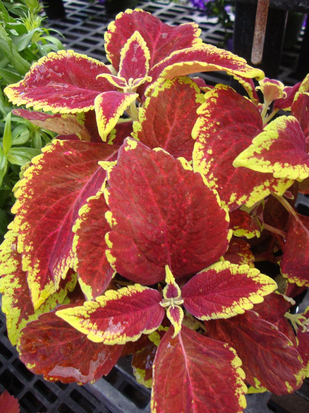 Photo of the entire plant of Coleus (Coleus scutellarioides 'Defiance ...