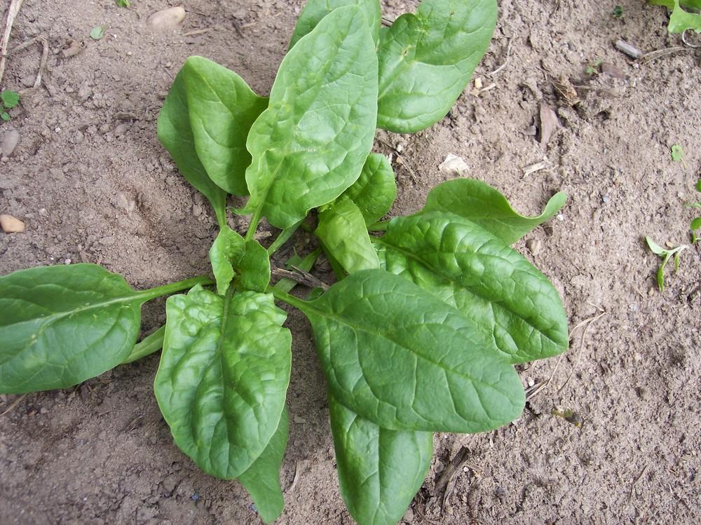 Spinaches: Plant Care and Collection of Varieties - Garden.org