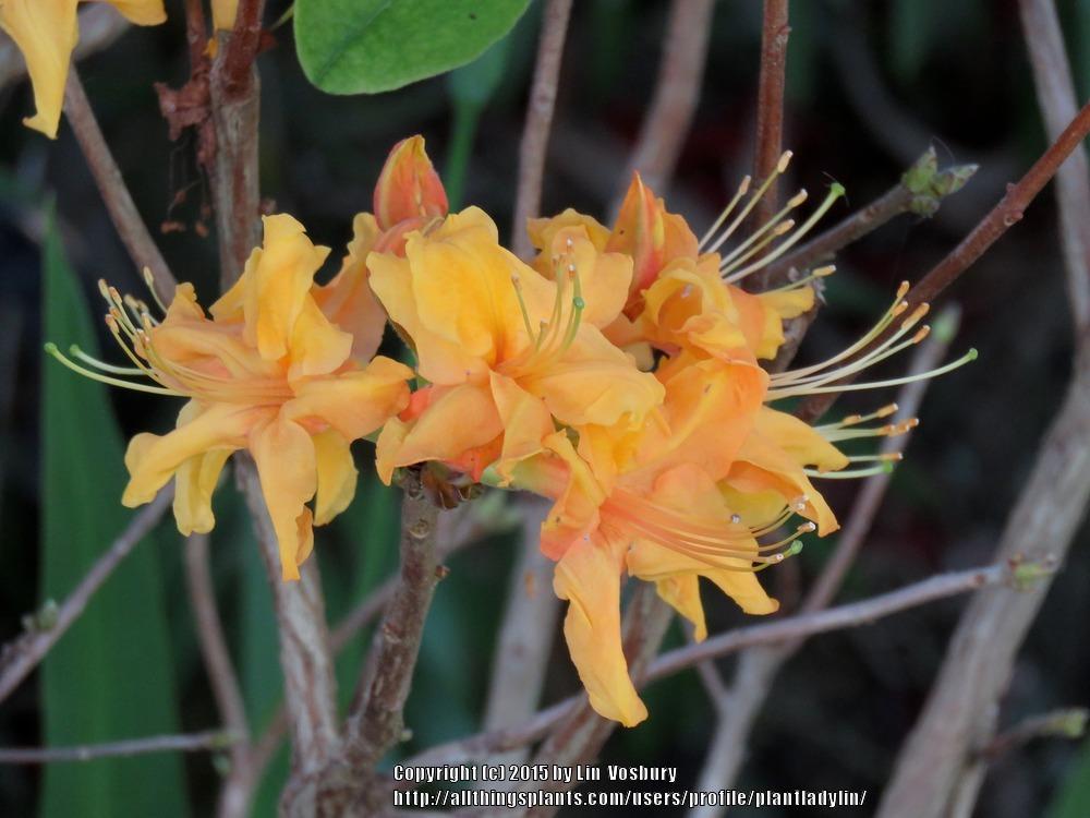 Rhododendrons: Plant Care and Collection of Varieties - Garden.org