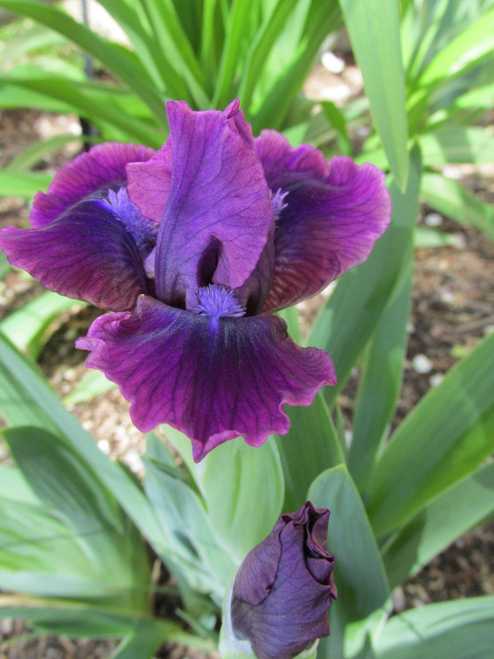 Photo of the bloom of Standard Dwarf Bearded Iris (Iris 'Plum Twist') posted by Bloomers ...