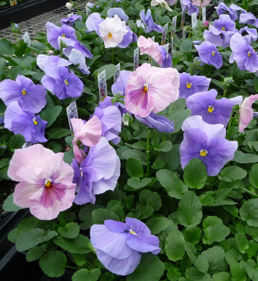 Pansy (Viola x wittrockiana Delta™ Cotton Candy Mix) in the Violas ...