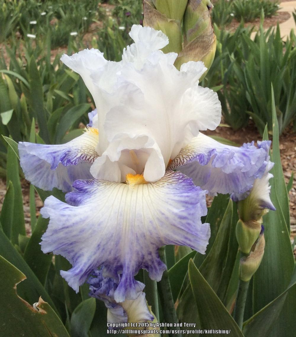 Tall Bearded Iris (Iris 'Autumn Breeze') in the Irises Database ...