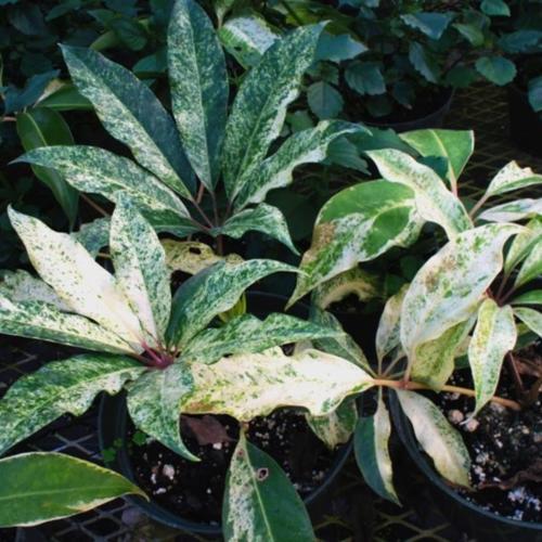 Mallet Flower (Heptapleurum calyptratum 'Variegata') - Garden.org