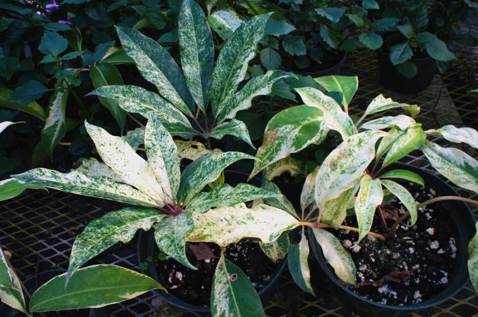 Photo of the leaves of Mallet Flower (Heptapleurum calyptratum ...