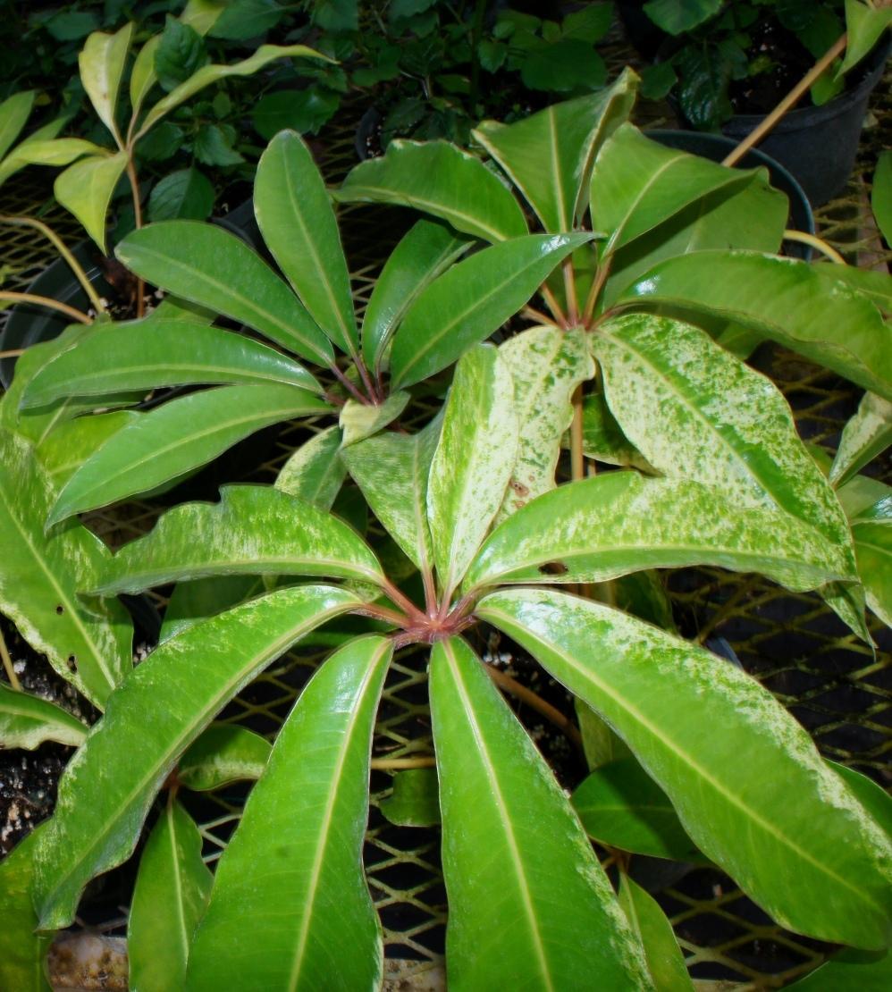 Photo of the leaves of Mallet Flower (Heptapleurum calyptratum ...