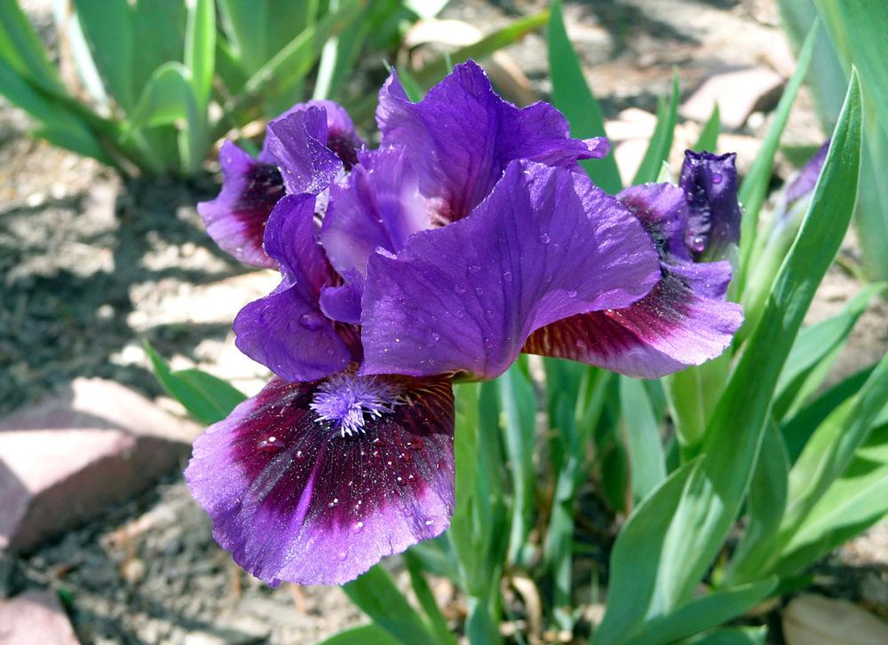Standard Dwarf Bearded Iris (Iris 'Smart') in the Irises Database ...