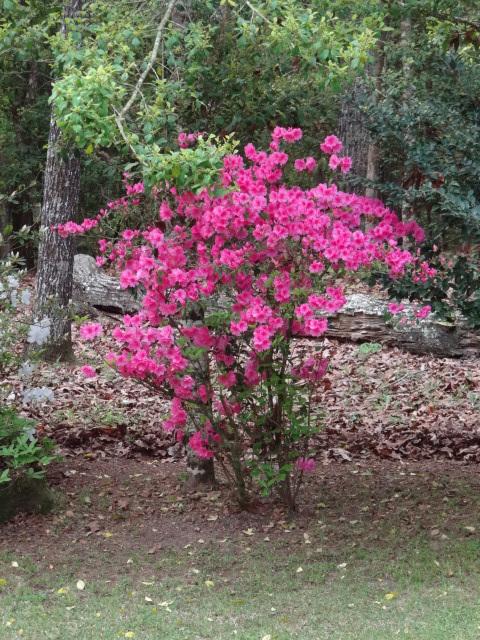 Azalea (Rhododendron Encore® Autumn Belle™) in the Rhododendrons ...