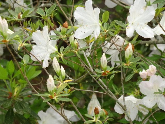 Have another azalea Alba Magnifica! in The Top Azaleas and ...