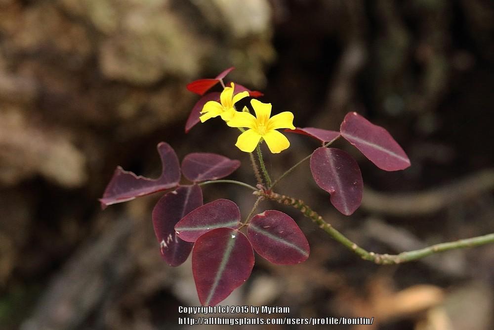 Fire Fern (Oxalis hedysaroides 'Rubra') in the Wood Sorrels Database ...