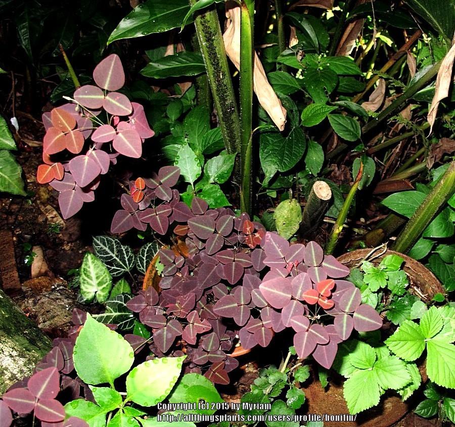 Photo of the entire plant of Fire Fern (Oxalis hedysaroides 'Rubra ...