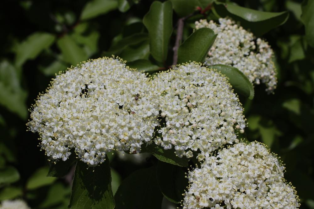 Viburnums: Plant Care and Collection of Varieties - Garden.org