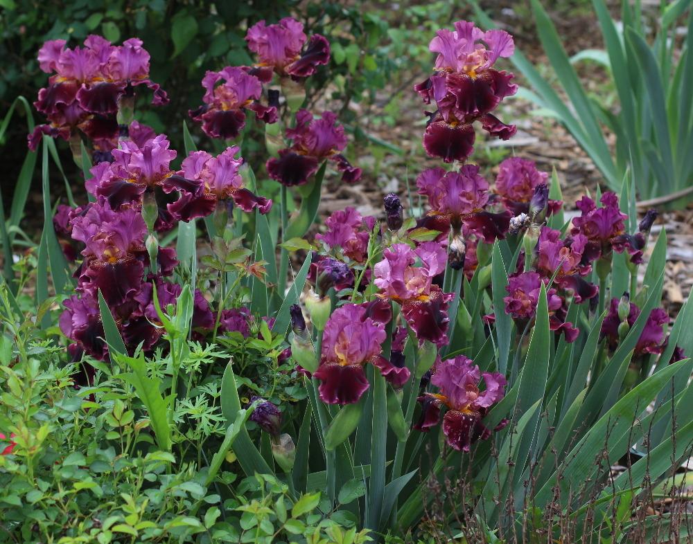 Border Bearded Iris (Iris 'Autumn Wine') in the Irises Database ...
