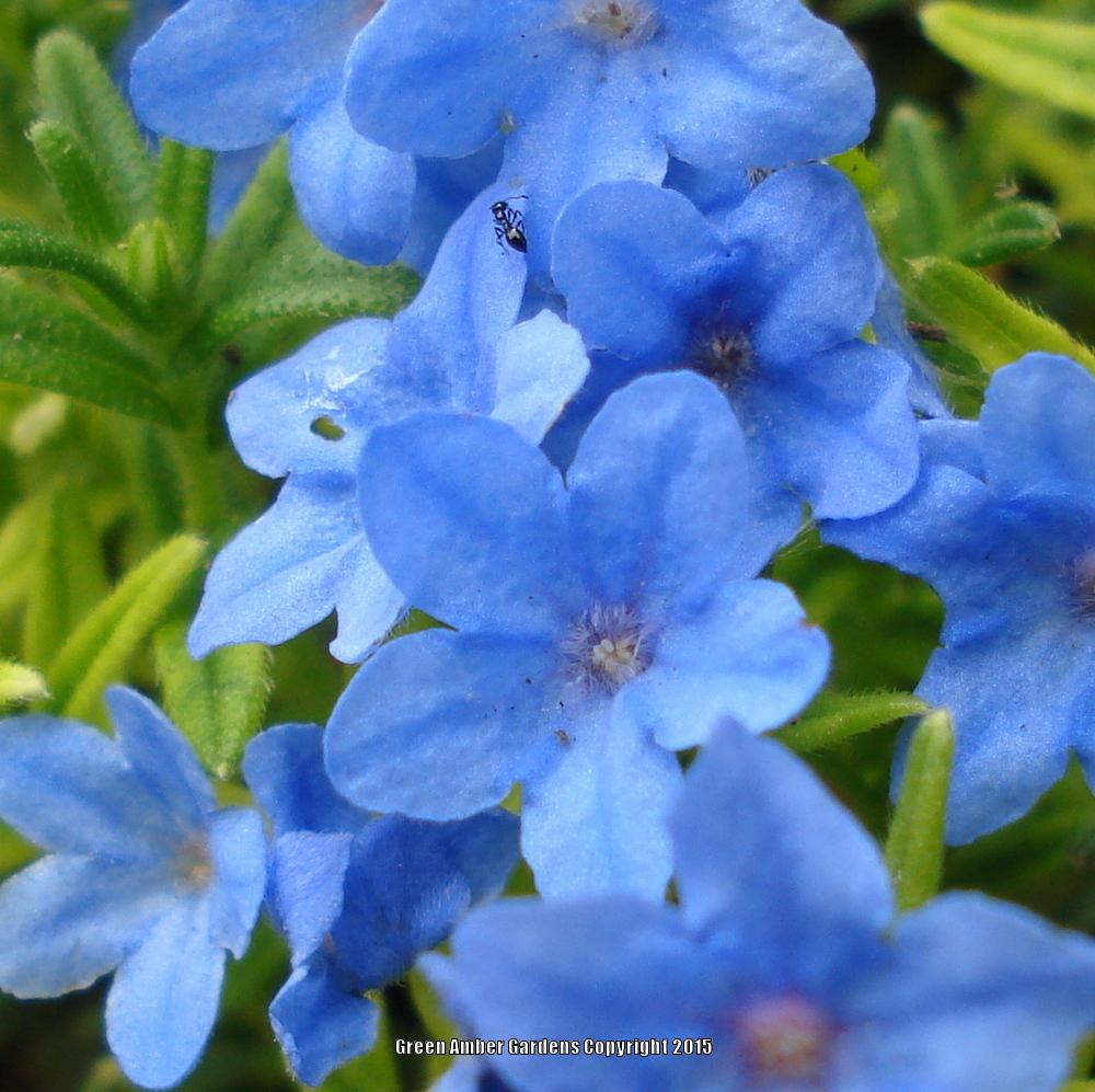 Photo of the bloom of Lithodora (Glandora prostrata 'Grace Ward ...