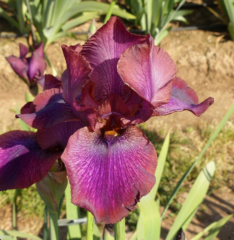 Photo of the bloom of Arilbred Iris (Iris 'De Nile') posted by Misawa77 ...
