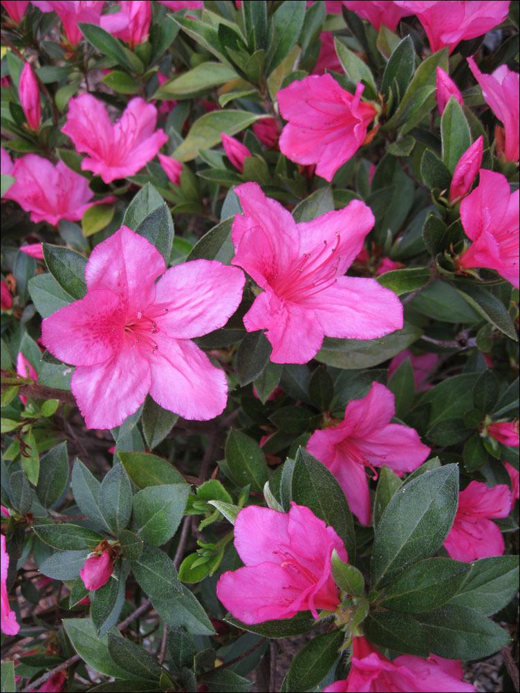 Rhododendrons: Plant Care and Collection of Varieties - Garden.org