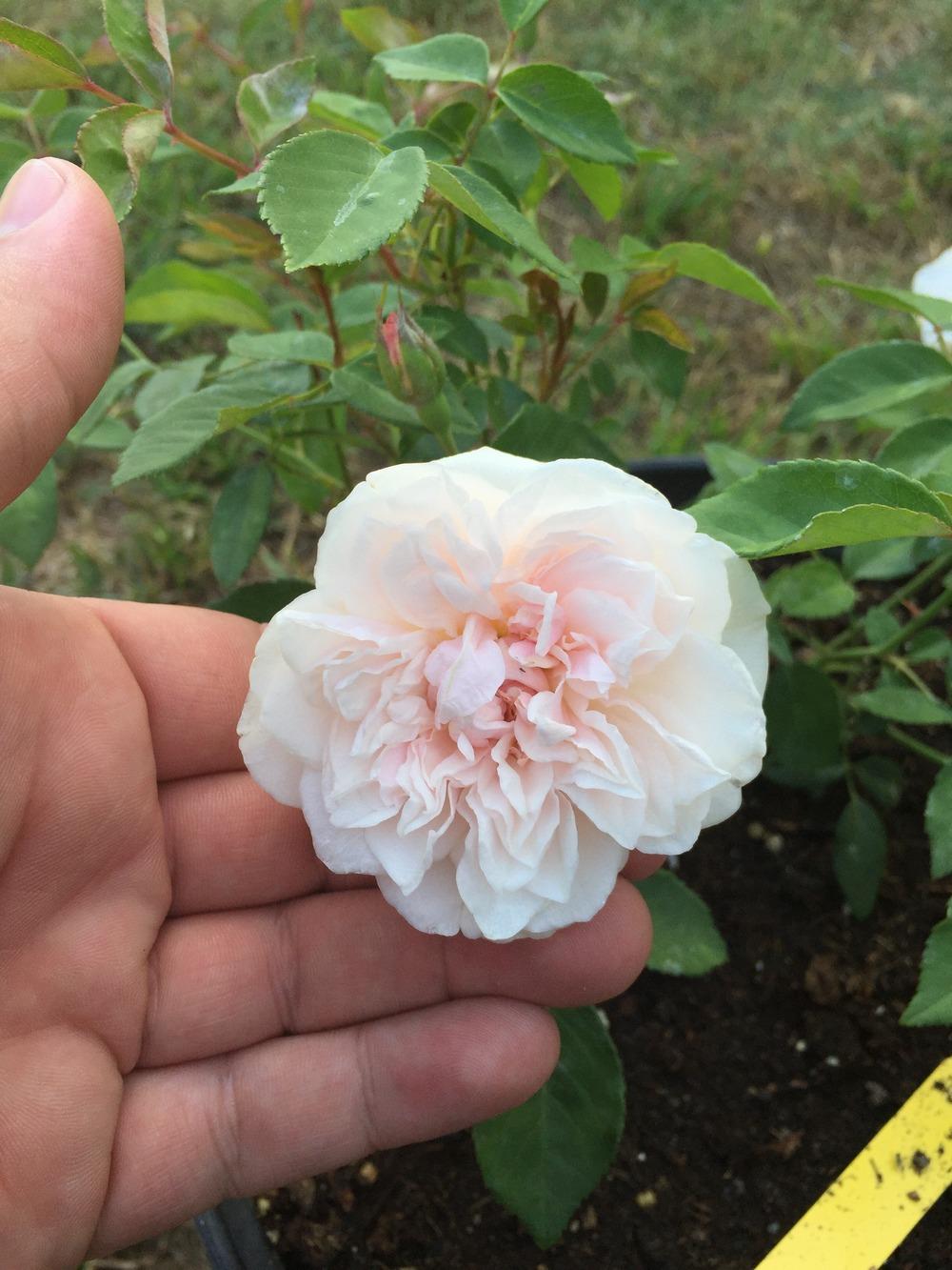 Rose Identification Help in the Roses forum - Garden.org