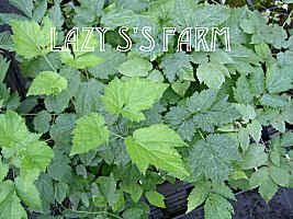 Photo of the leaves of Appalachian False Goat's Beard (Astilbe ...