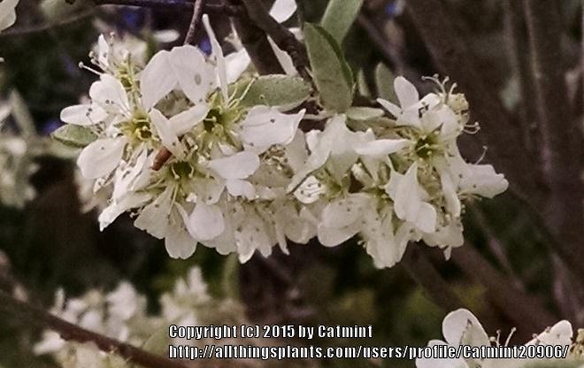 Photo of the closeup of buds, sepals and receptacles of Shadblow ...