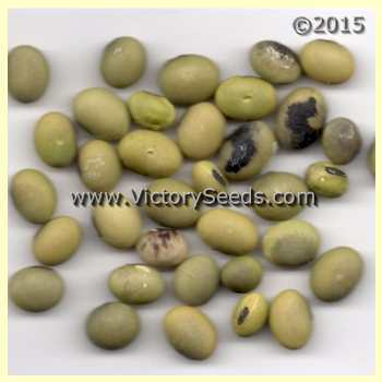 Soybean (Glycine max 'Yi Tong Lu Da Dou') - Garden.org