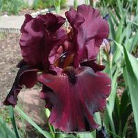 Tall Bearded Iris (Iris 'Rio Rojo') in the Irises Database - Garden.org