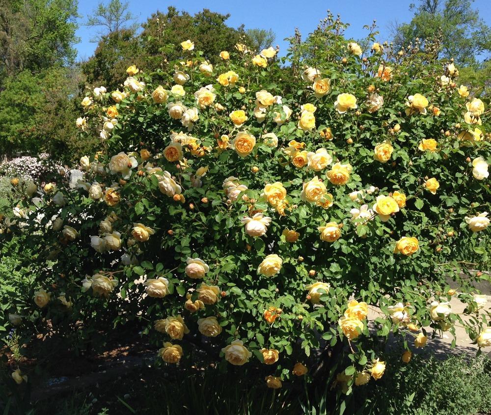 Photo of the entire plant of Rose (Rosa 'Graham Thomas') posted by ...