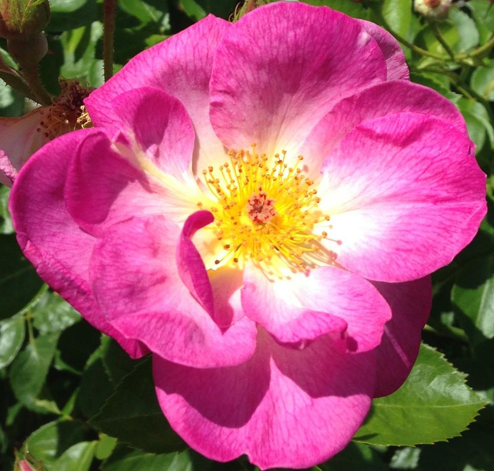 Photo of the bloom of Rose (Rosa 'Nearly Wild') posted by ...