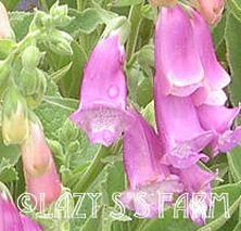 Mullein Foxglove (Digitalis thapsi Spanish Peaks®) in the Foxgloves ...