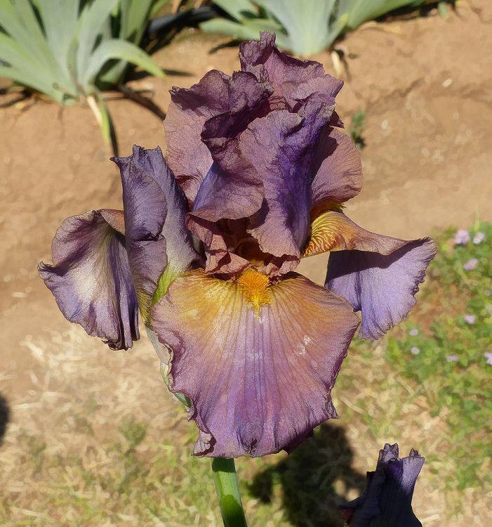 Photo of the bloom of Tall Bearded Iris (Iris 'Coffee Jitters') posted ...