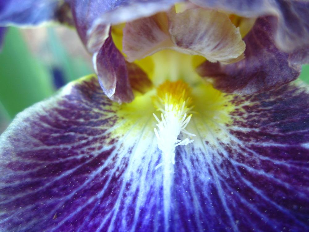 Photo of the stamens, filaments and pistils of Intermediate Bearded ...