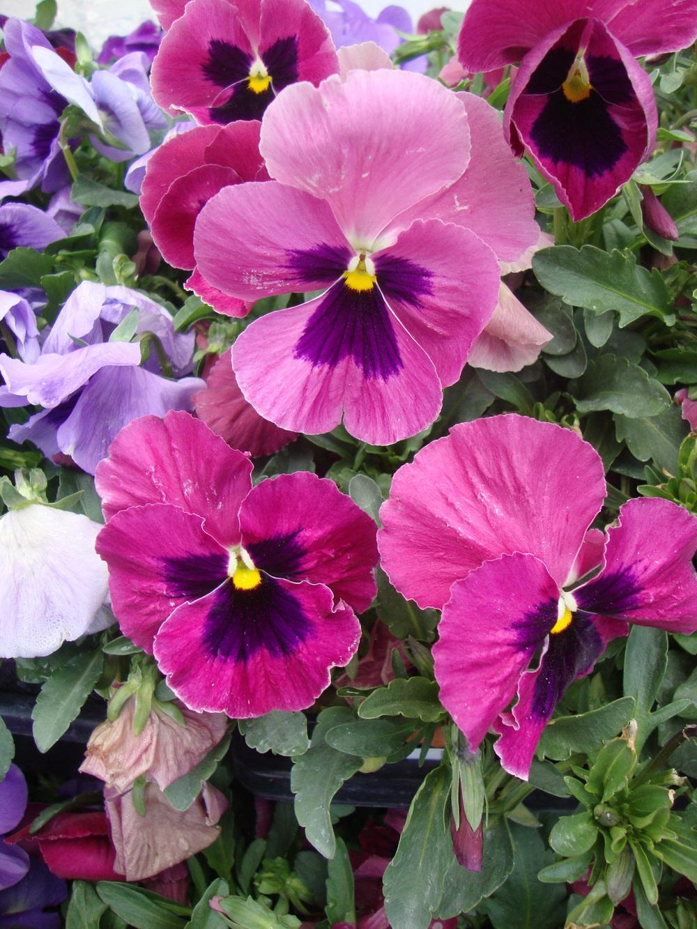 Photo of the bloom of Pansy (Viola x wittrockiana Matrix™ Rose Blotch ...