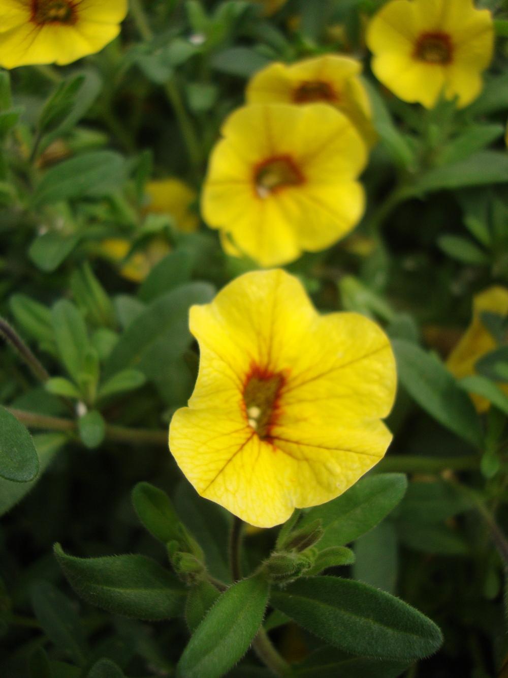 Calibrachoas: Plant Care and Collection of Varieties - Garden.org