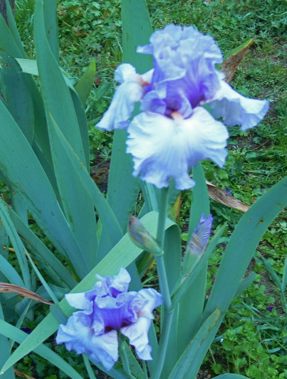 Photo of the entire plant of Tall Bearded Iris (Iris 'Fogbound') posted by janwax - Garden.org