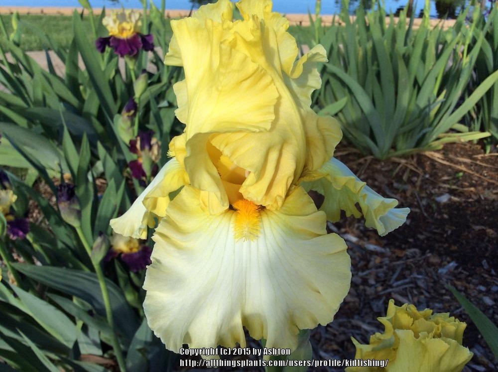 Tall Bearded Iris (Iris 'Beach Party Moon') in the Irises Database ...