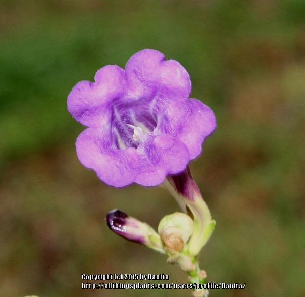 Strobilanthes rankanensis - Garden.org