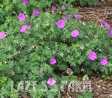 Hardy Geranium (Geranium sanguineum 'Vision') in the Geraniums Database ...