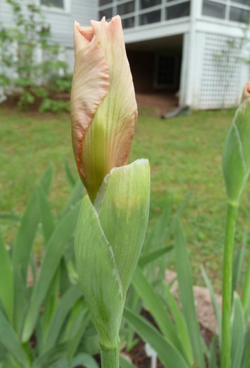 Photo of the closeup of buds, sepals and receptacles of Intermediate Bearded Iris (Iris 'Viper ...