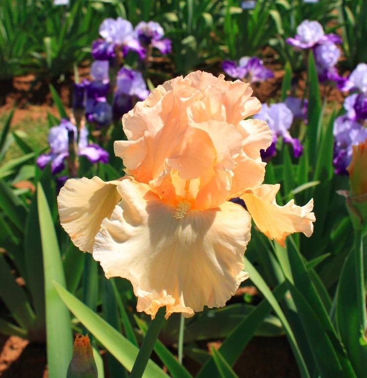 Photo of the bloom of Tall Bearded Iris (Iris 'Peach Pearl') posted by ...