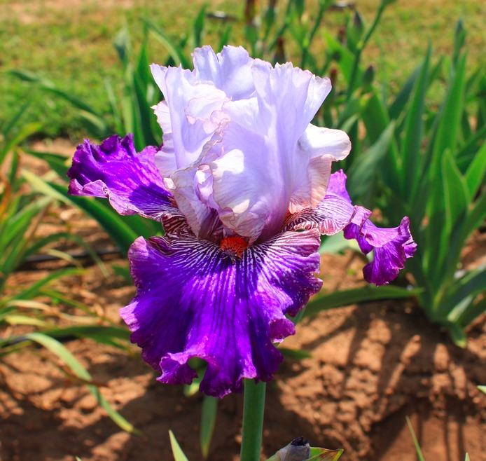 Photo of the bloom of Tall Bearded Iris (Iris 'Helen's Melody') posted ...
