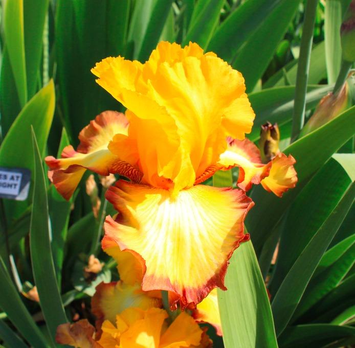Tall Bearded Iris (Iris 'Ray Dale Kerr') in the Irises Database ...