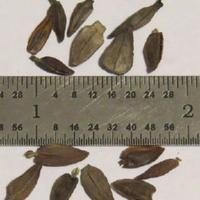 Photo of the seeds of Zinnia (Zinnia elegans 'Carousel Mix') posted by ...