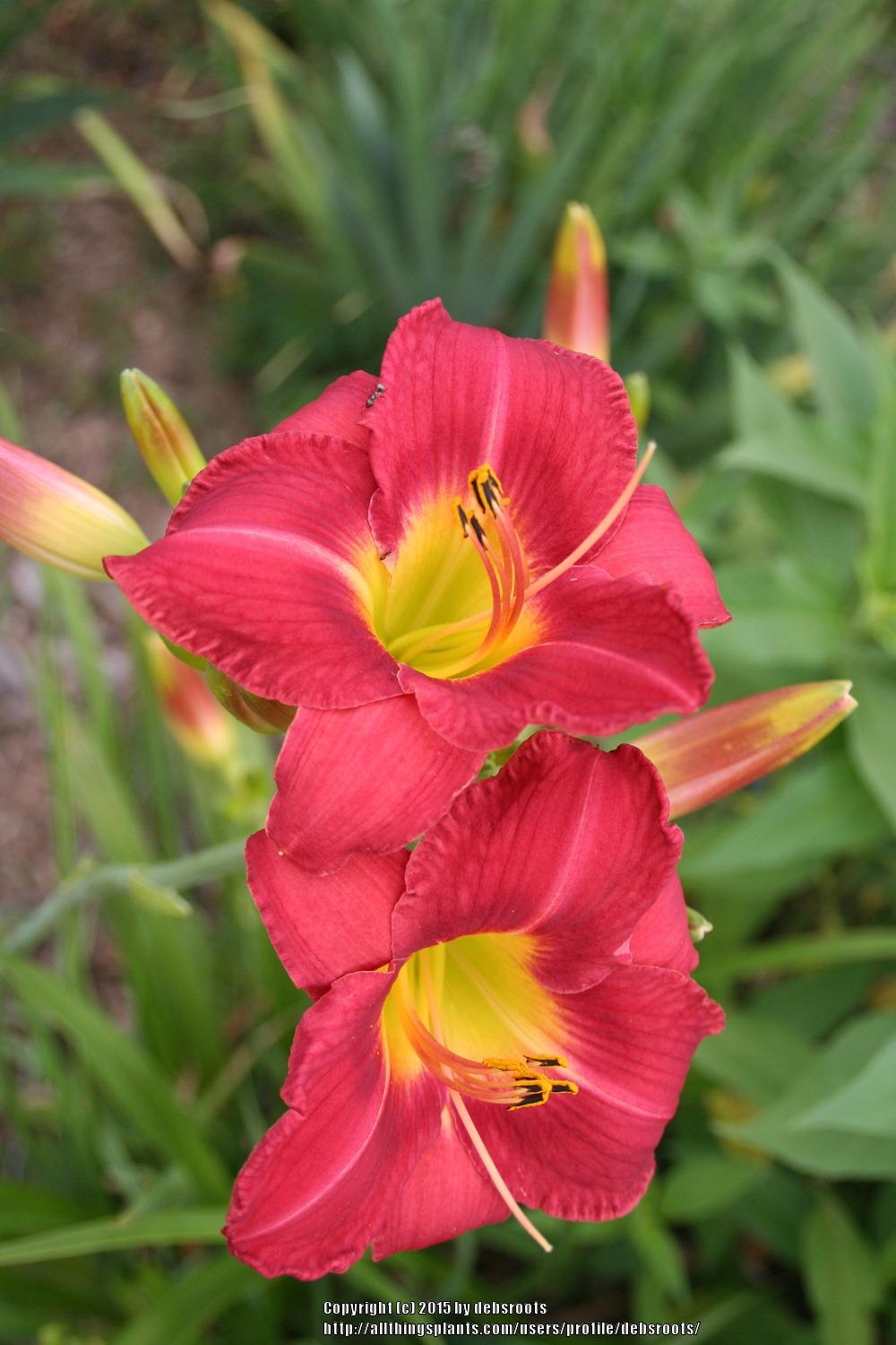 Daylily (Hemerocallis 'Robin Elmore') in the Daylilies Database ...
