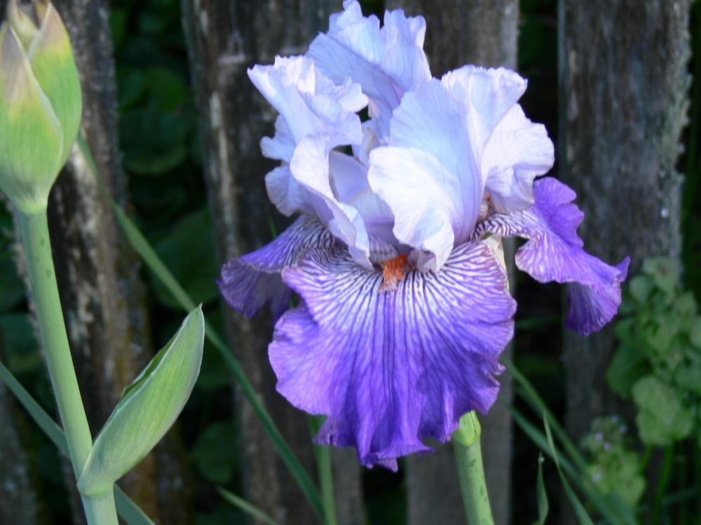 Photo of the bloom of Tall Bearded Iris (Iris 'Helen's Melody') posted ...