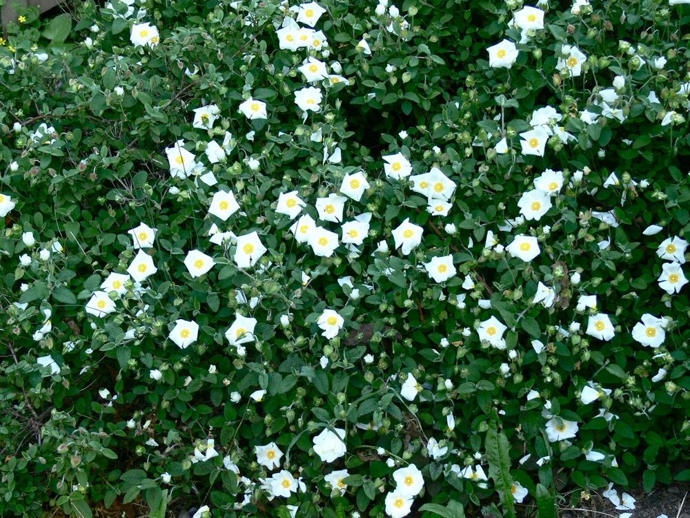 Rockroses: Plant Care and Collection of Varieties - Garden.org
