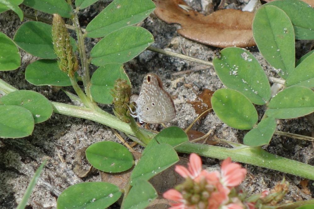 Photo of the leaves of Creeping Indigo (Indigofera spicata) posted by ...