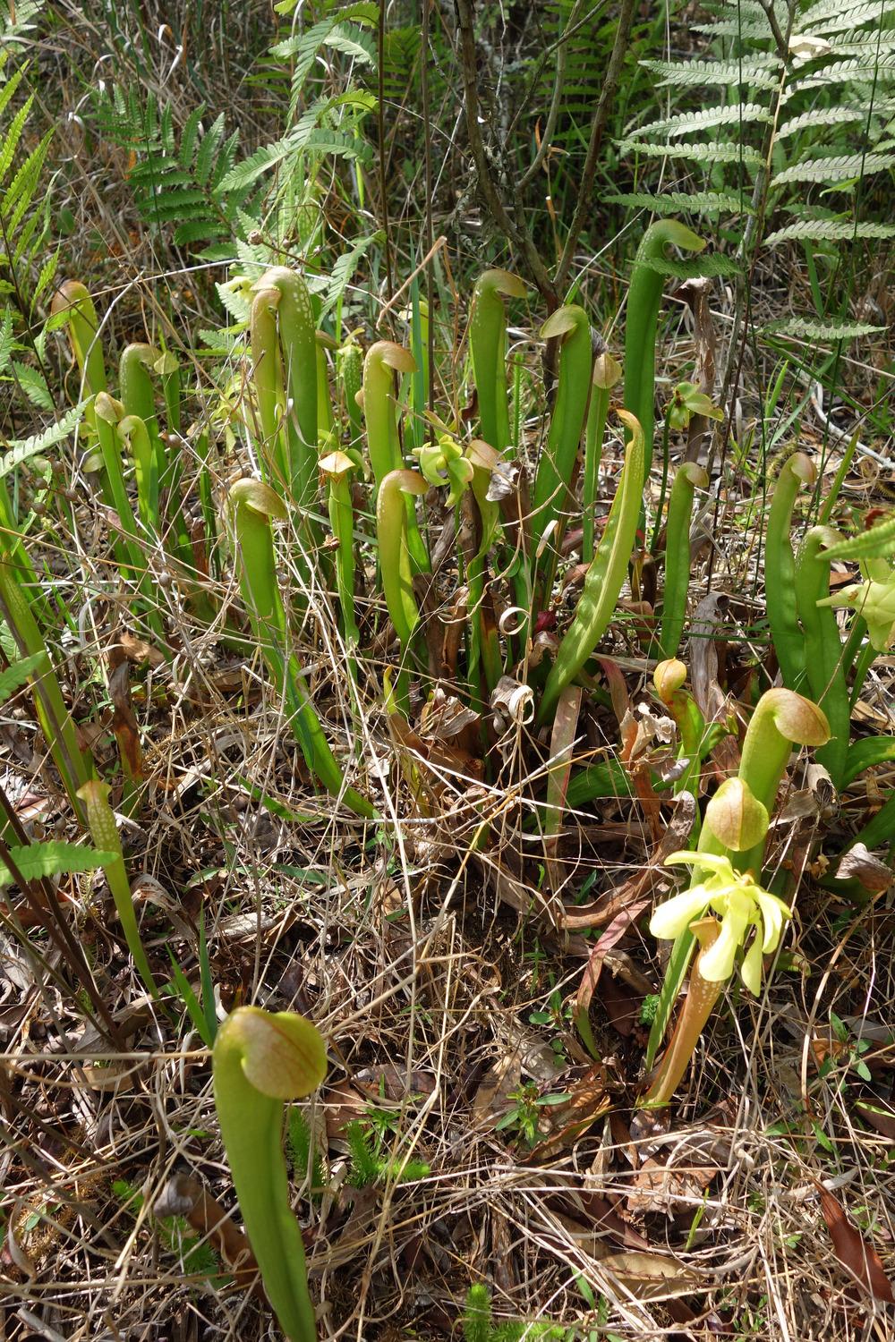 Pitcher Plants: Plant Care and Collection of Varieties - Garden.org
